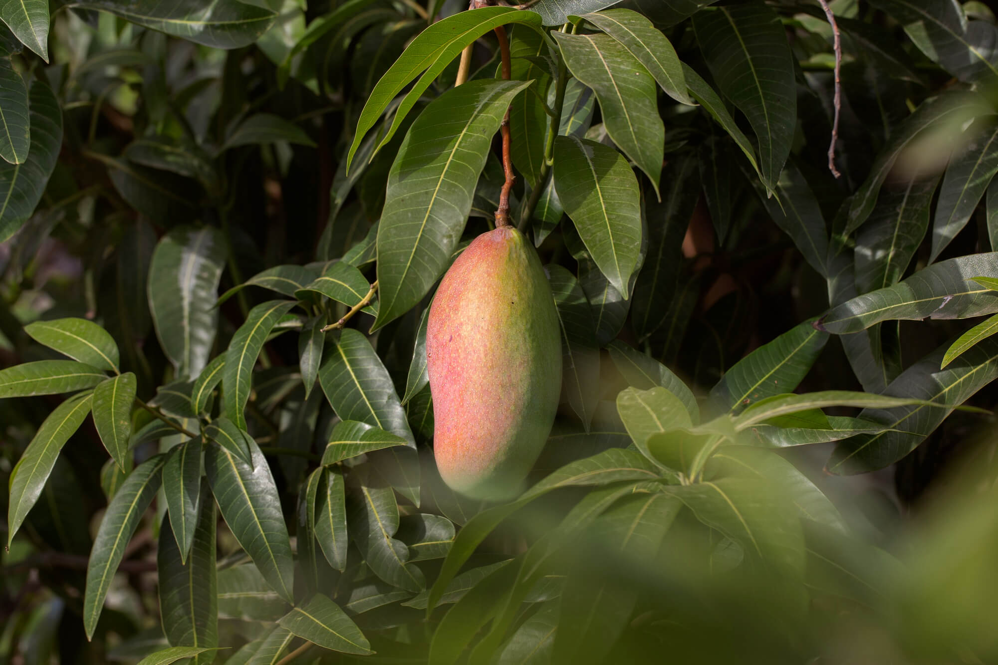 Mangos - José Báez Guerrero